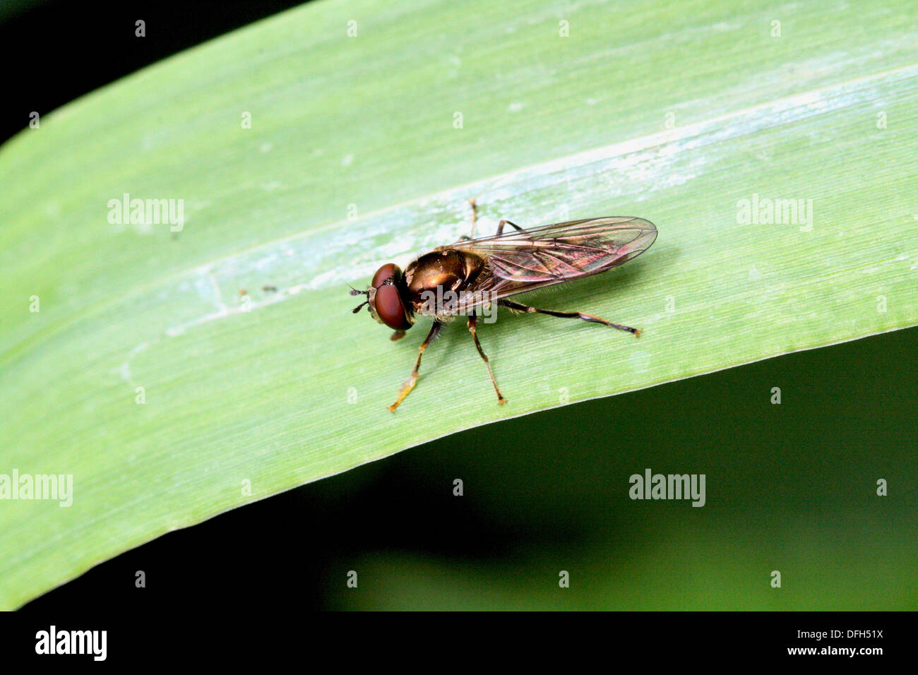 Long and narrow body hi-res stock photography and images - Alamy