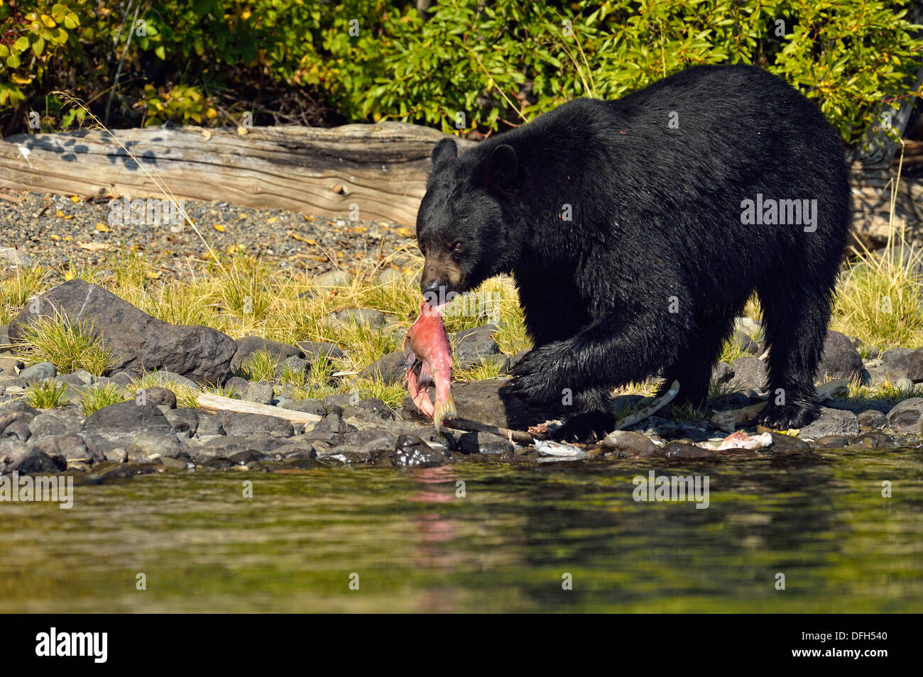 Black bear, Ursus americanus, Feeding on sockeye salmon carcass ...