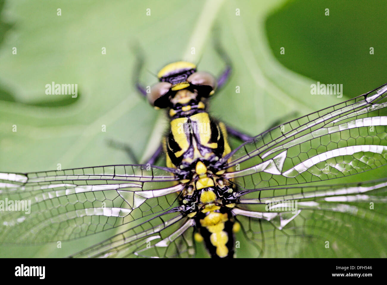 Emerging Common Clubtail, Gomphus vulgatissimus back and wings Grey ...