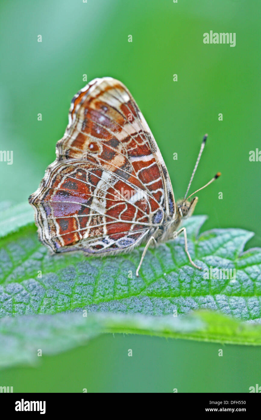 Map moth hi-res stock photography and images - Alamy