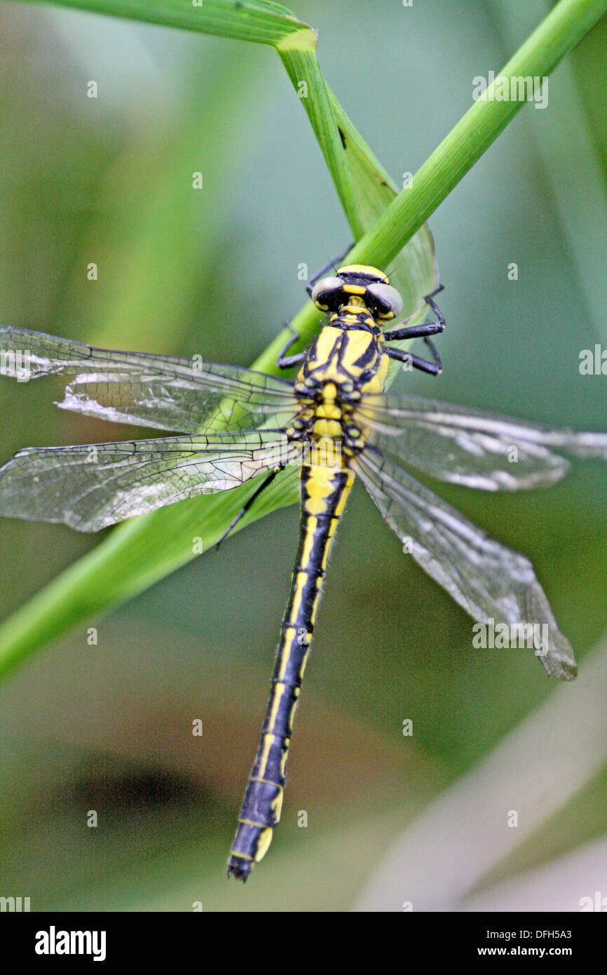 Clubtail hi-res stock photography and images - Alamy