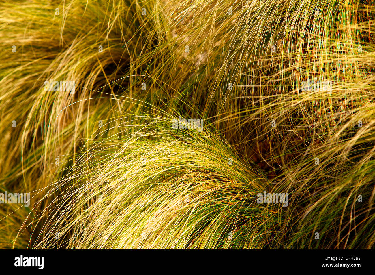 image of grass surface Stock Photo - Alamy