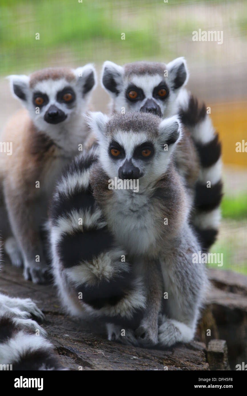 Ring-tailed Lemur family Stock Photo - Alamy