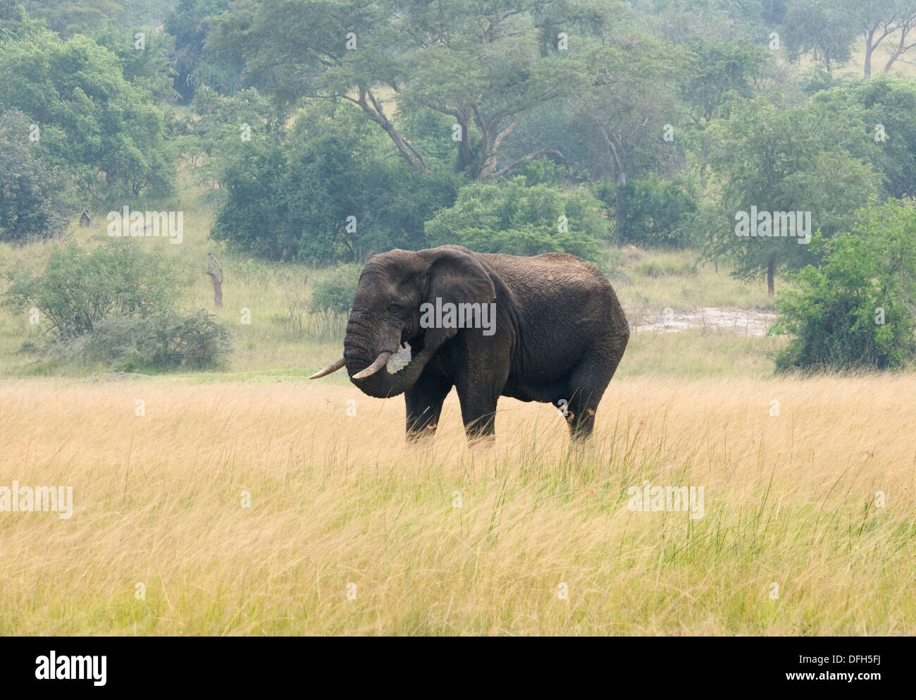 African male/bull elephant tusker Northern Akagera National Game Park ...