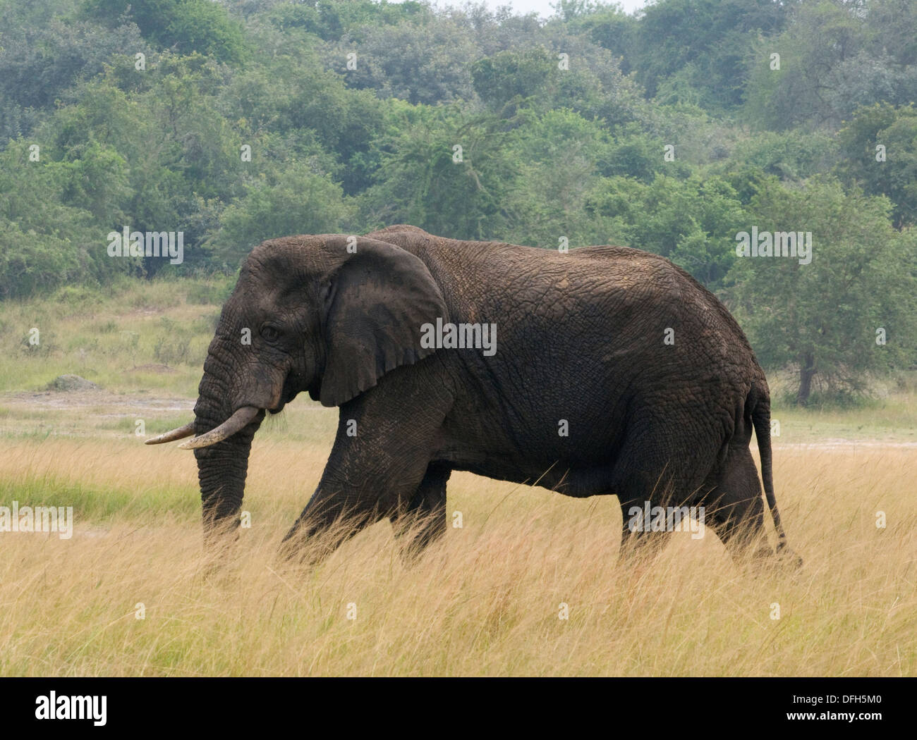 African male/bull elephant tusker Northern Akagera National Game Park ...