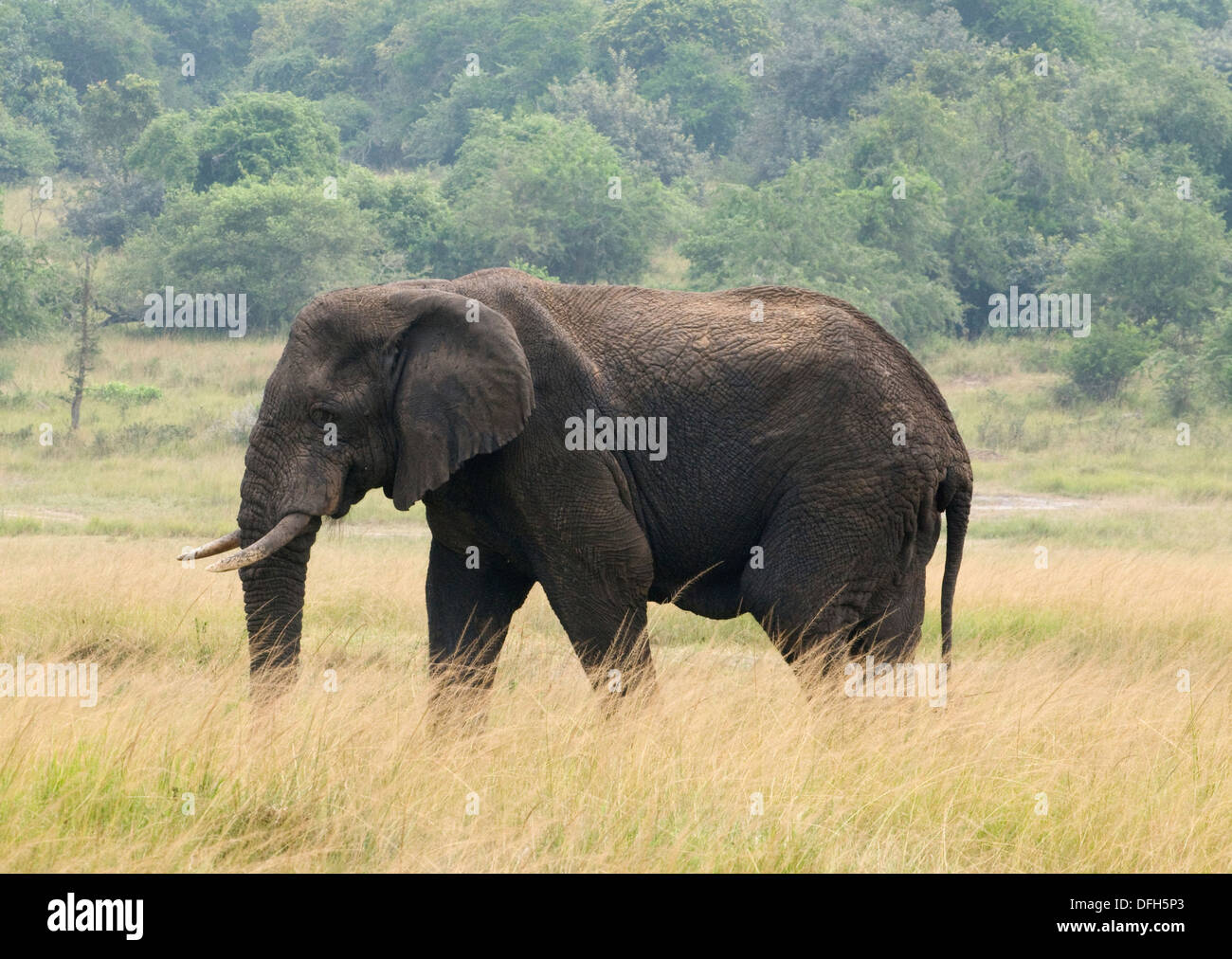 African male/bull elephant tusker Northern Akagera National Game Park ...