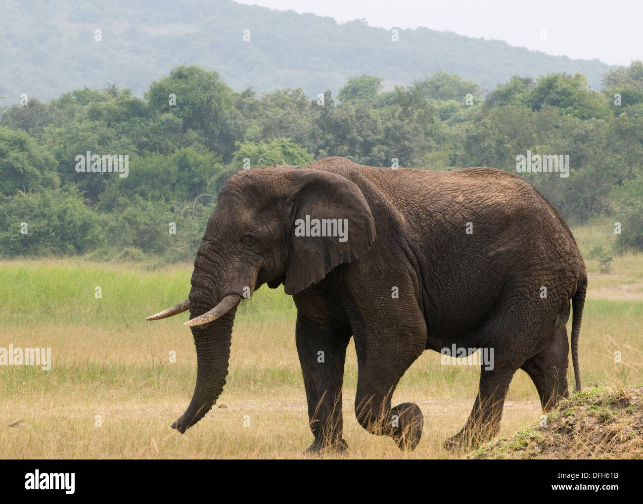 African male/bull elephant tusker Northern Akagera National Game Park ...