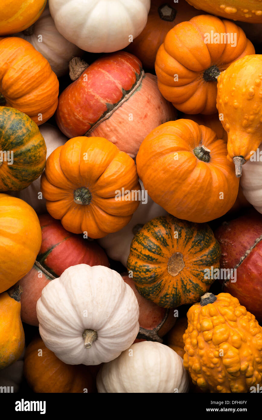 Backgrounds and textures: a lot of multicolor pumpkins, seasonal autumn ...