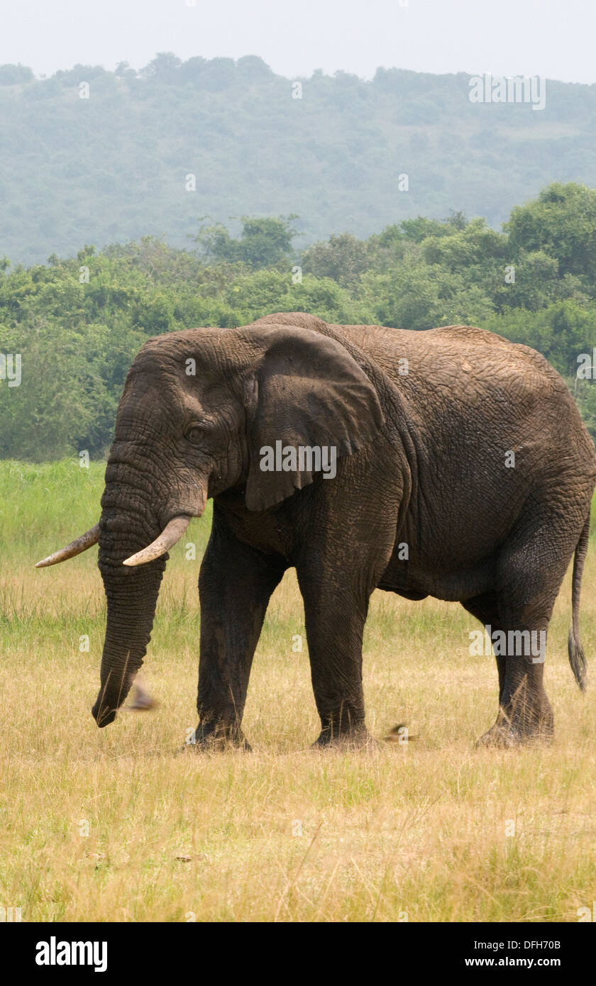 African male/bull elephant tusker Northern Akagera National Game Park ...