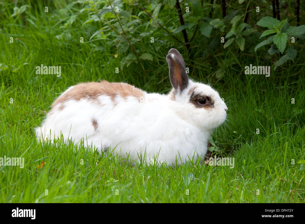 Feral bunny hi-res stock photography and images - Alamy