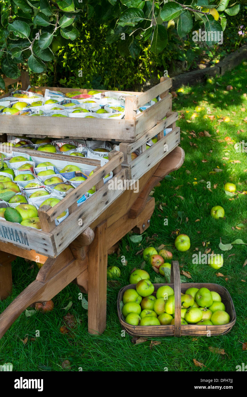 Apples in an Orchard setting Stock Photo - Alamy