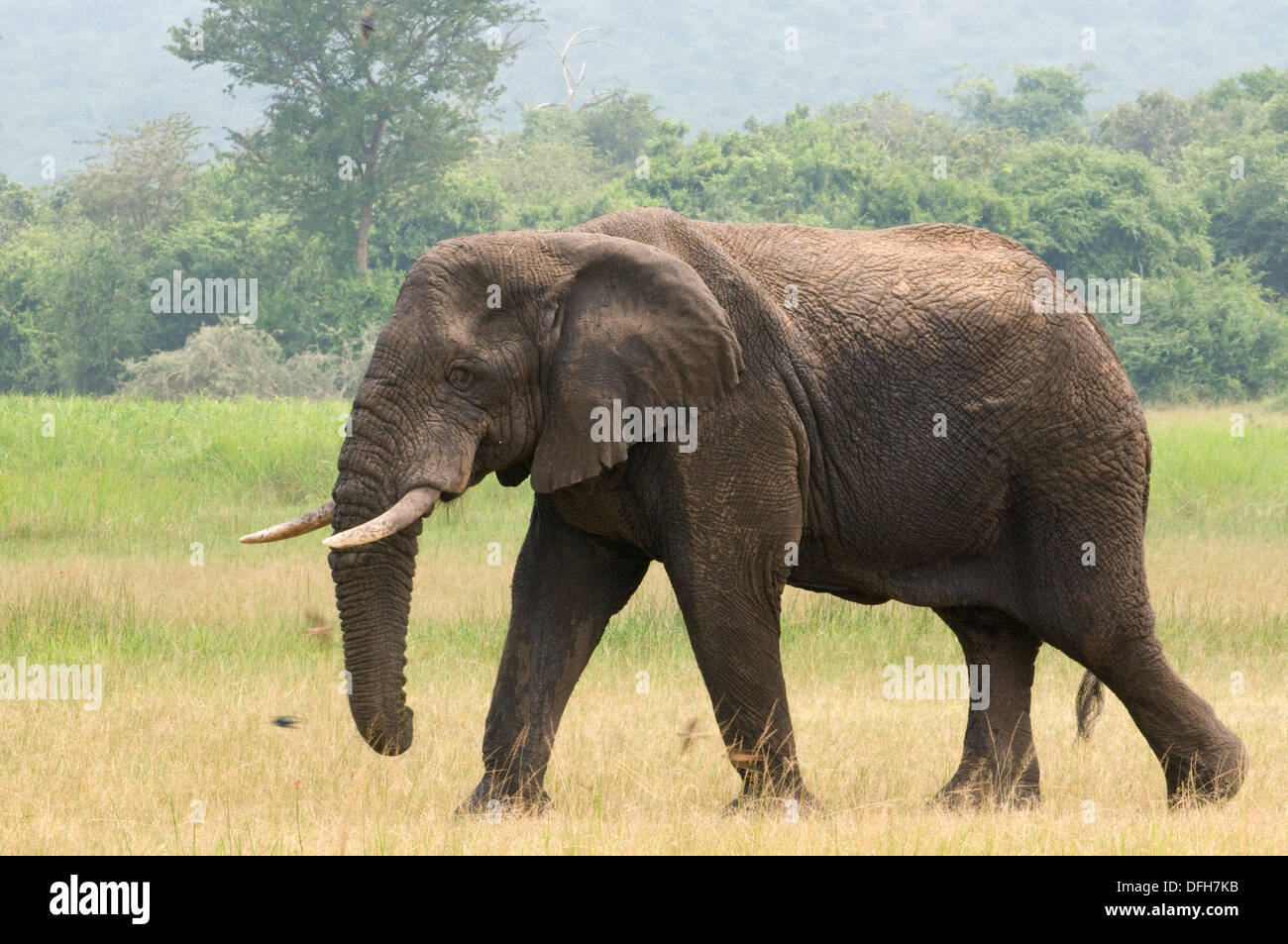 Rwanda elephant akagera national park hi-res stock photography and ...