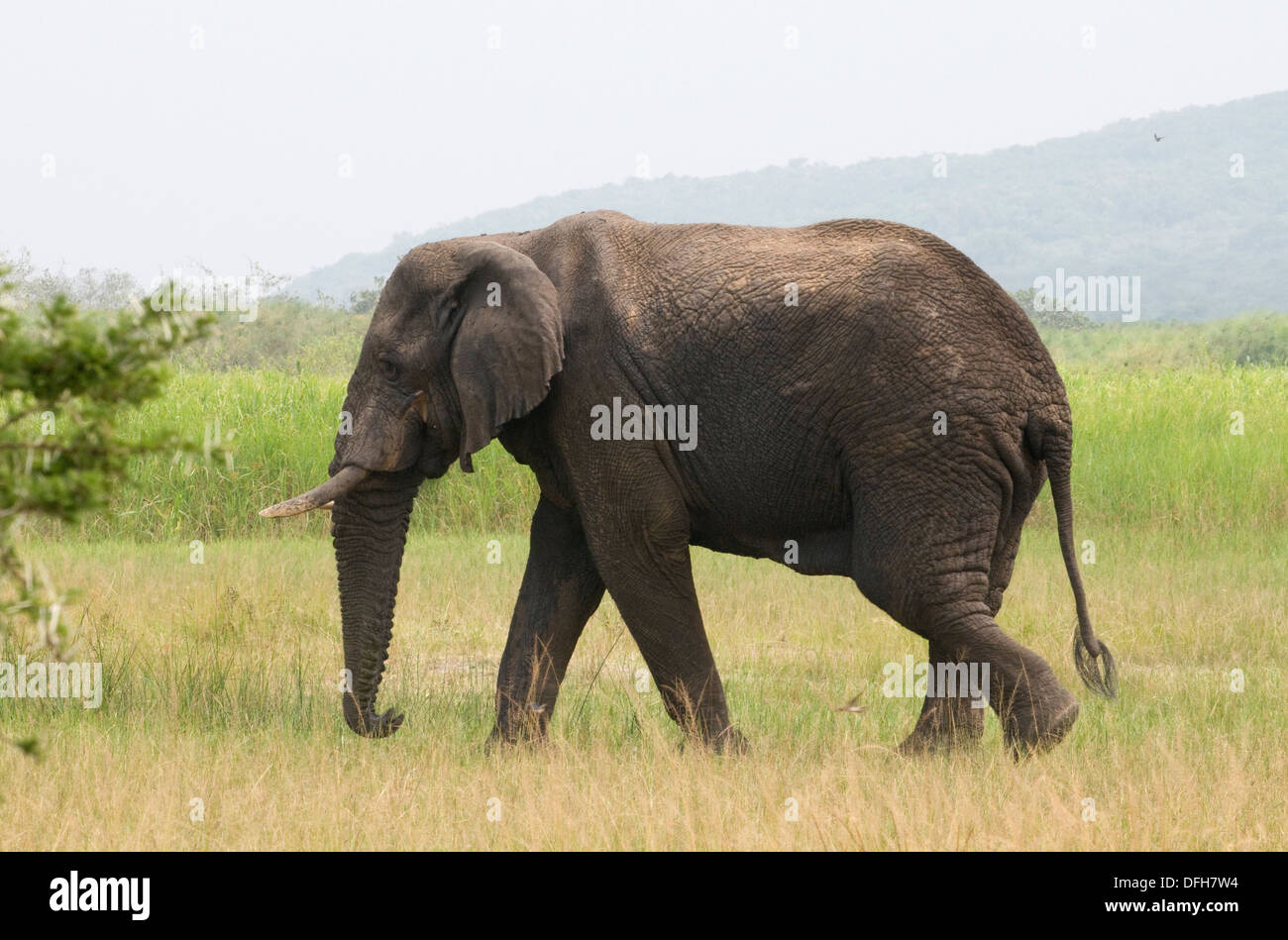 African male/bull elephant tusker Northern Akagera National Game Park ...