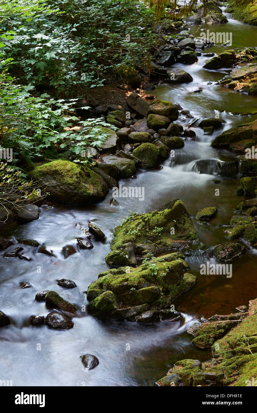 Siuslaw national forest hi-res stock photography and images - Alamy