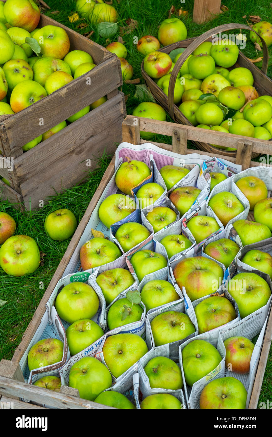 Storing apples hi-res stock photography and images - Alamy