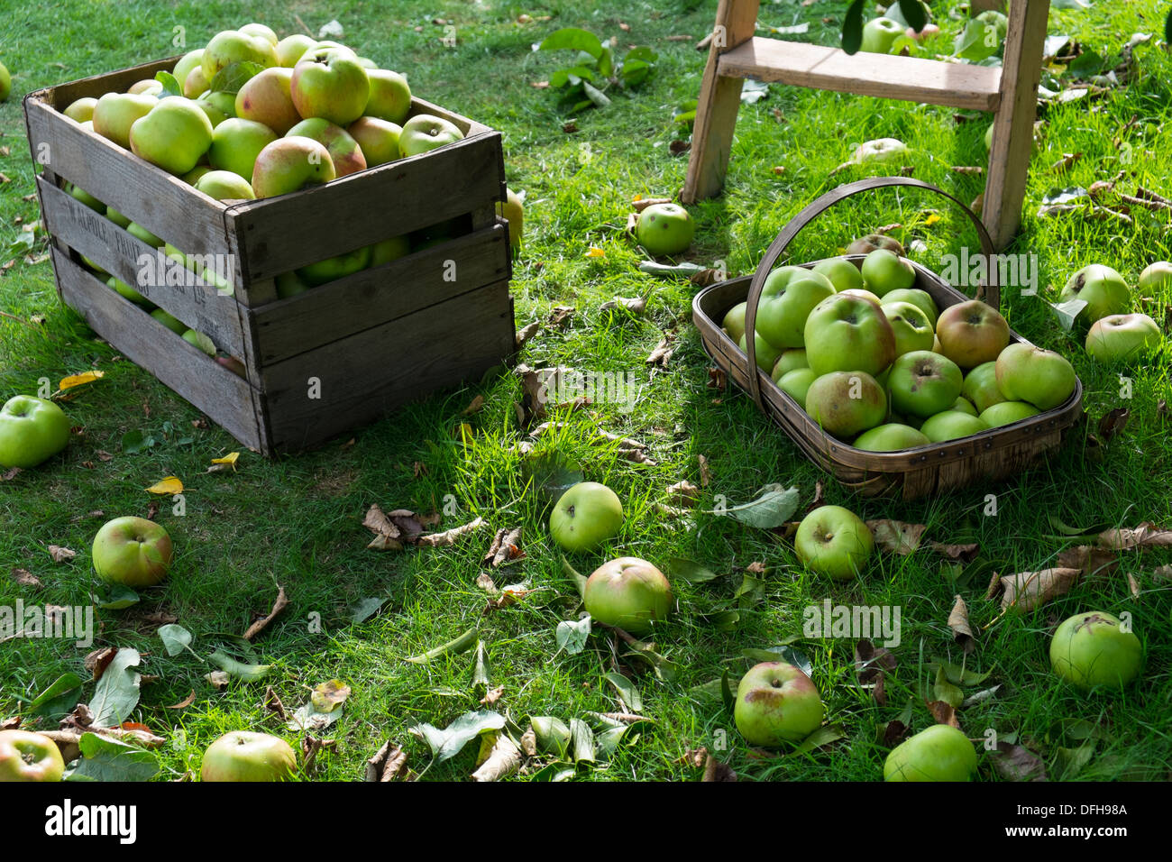 Harvesting apples orchard hi-res stock photography and images - Alamy