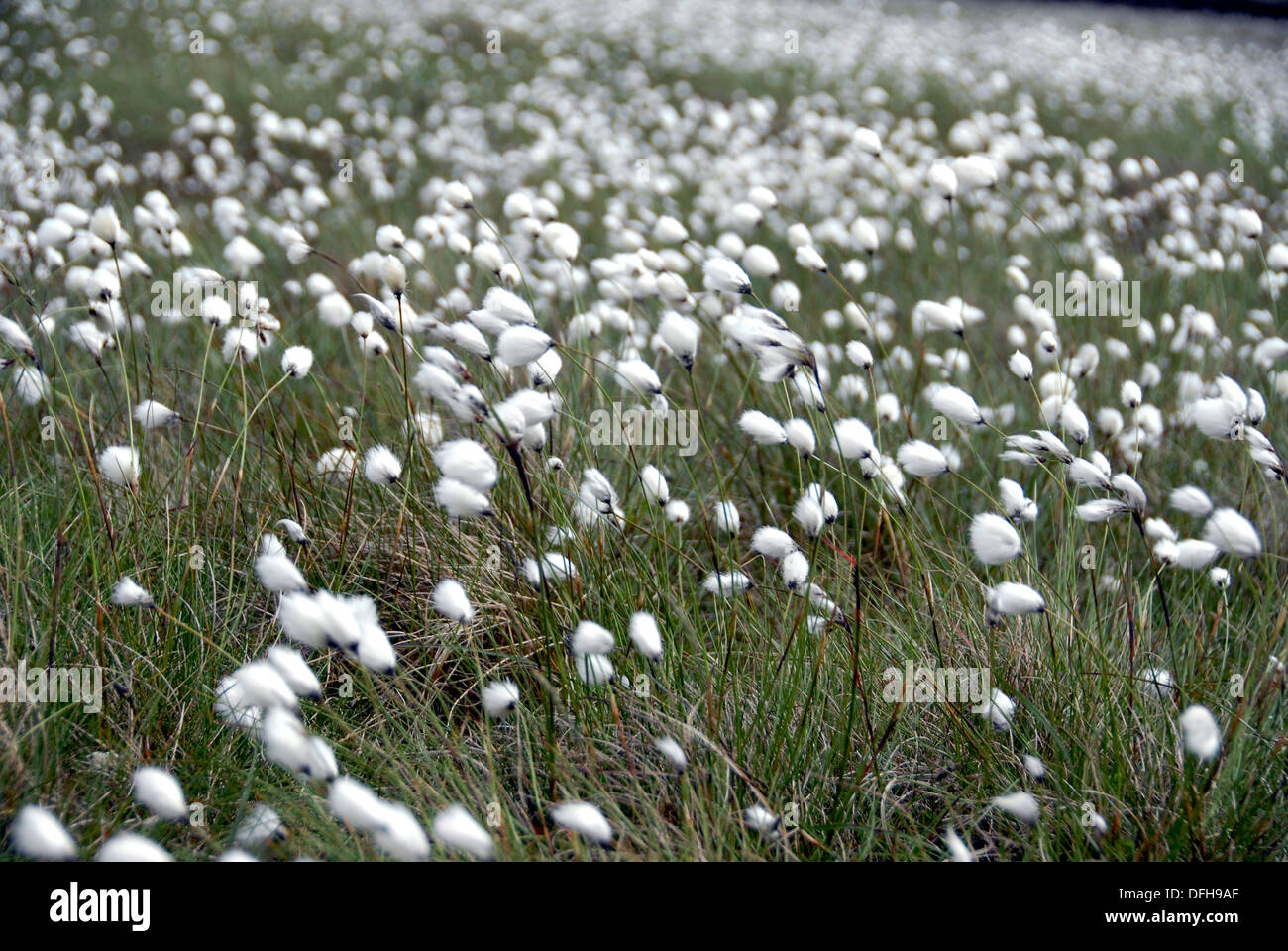 Bog cotton grass uk hi-res stock photography and images - Alamy