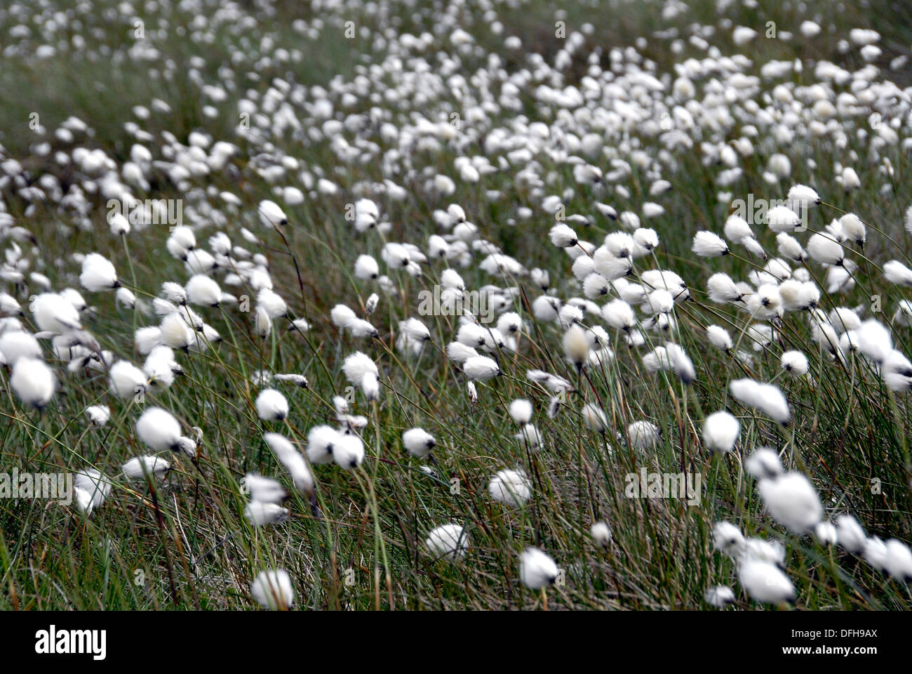 Cotton grass on moors hi-res stock photography and images - Alamy