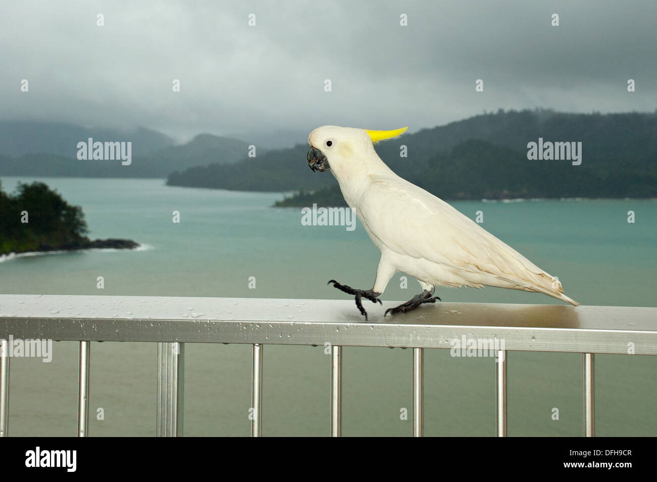 Cockatoo hamilton island hi-res stock photography and images - Alamy