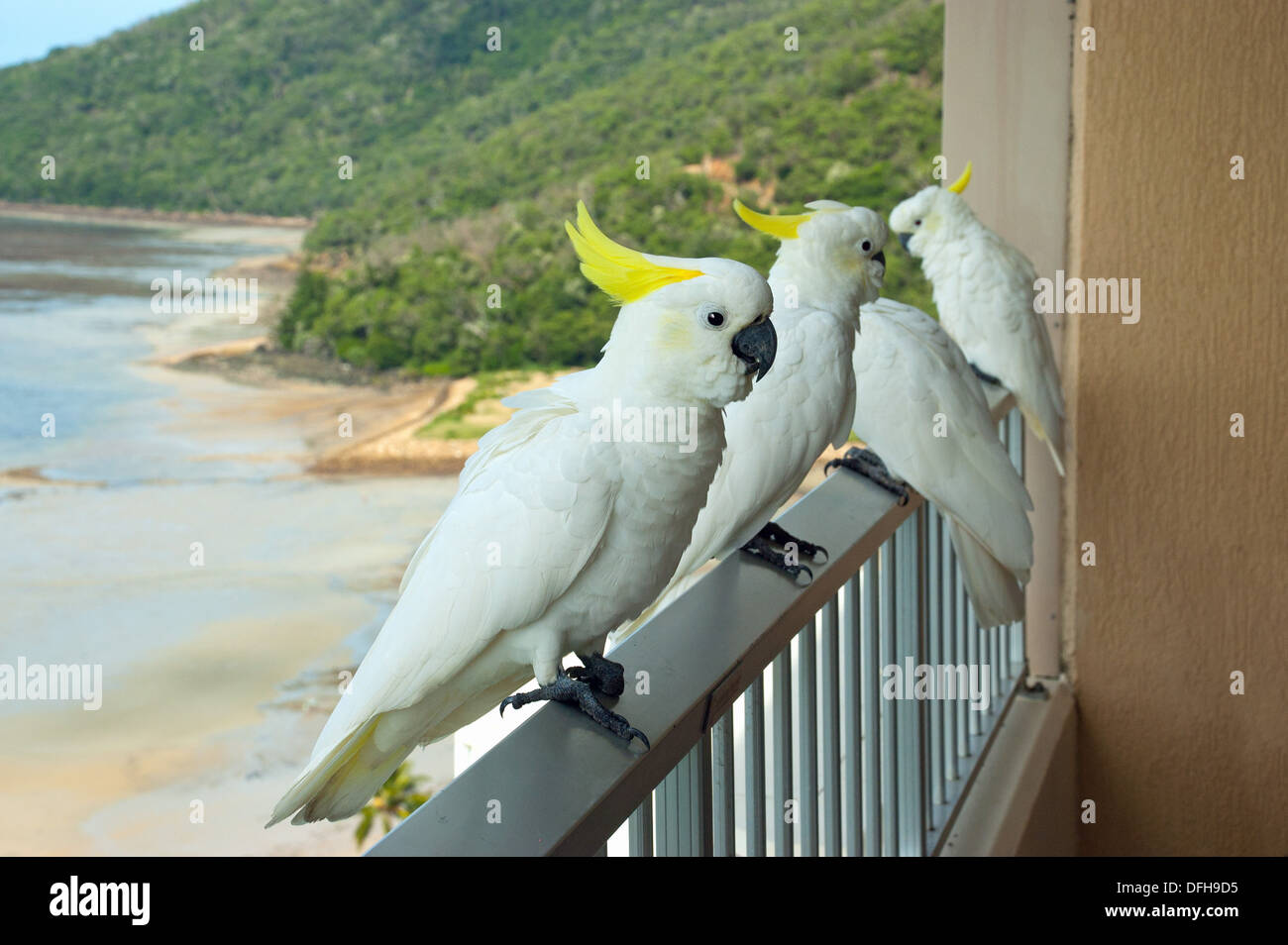 Australian cockatoos hi-res stock photography and images - Alamy