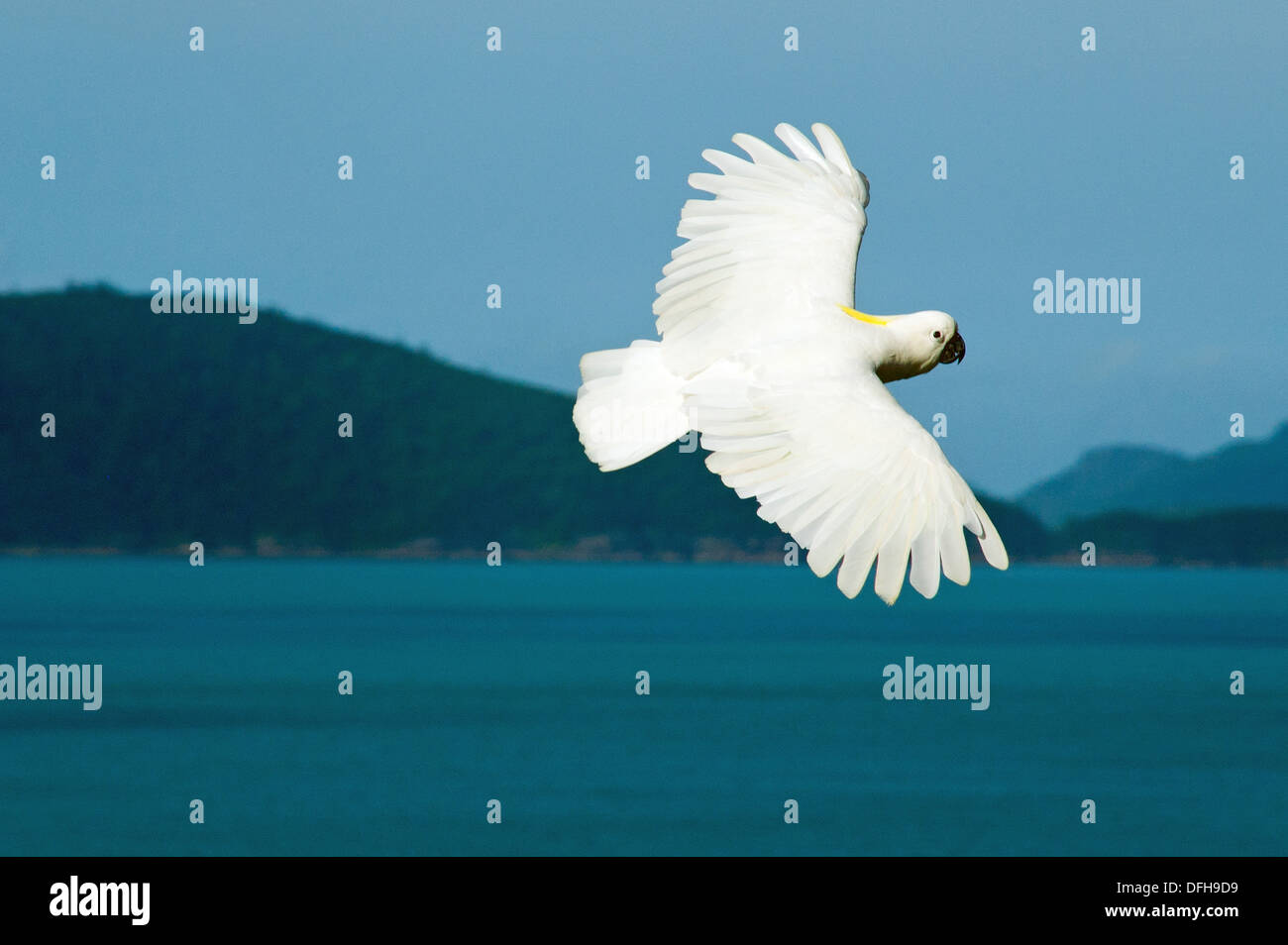Blue cockatoo hi-res stock photography and images - Alamy