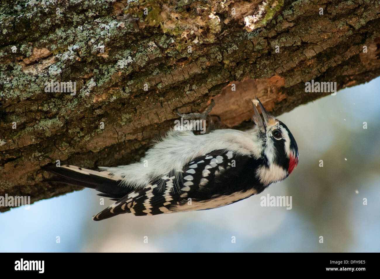Picoides pubescens hi-res stock photography and images - Alamy
