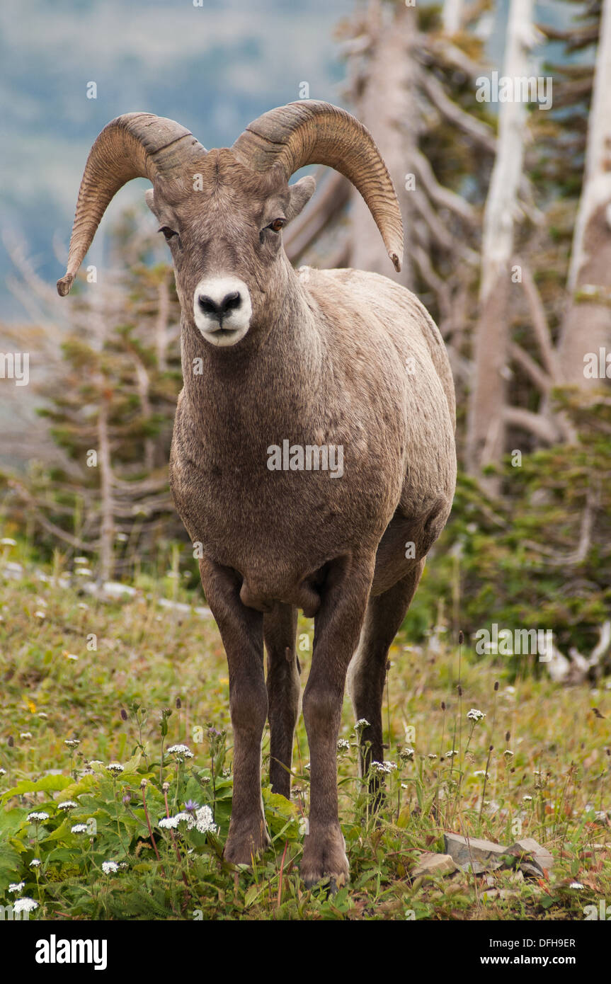 Bighorn Sheep in Glacier National Park, Montana, USA Stock Photo - Alamy