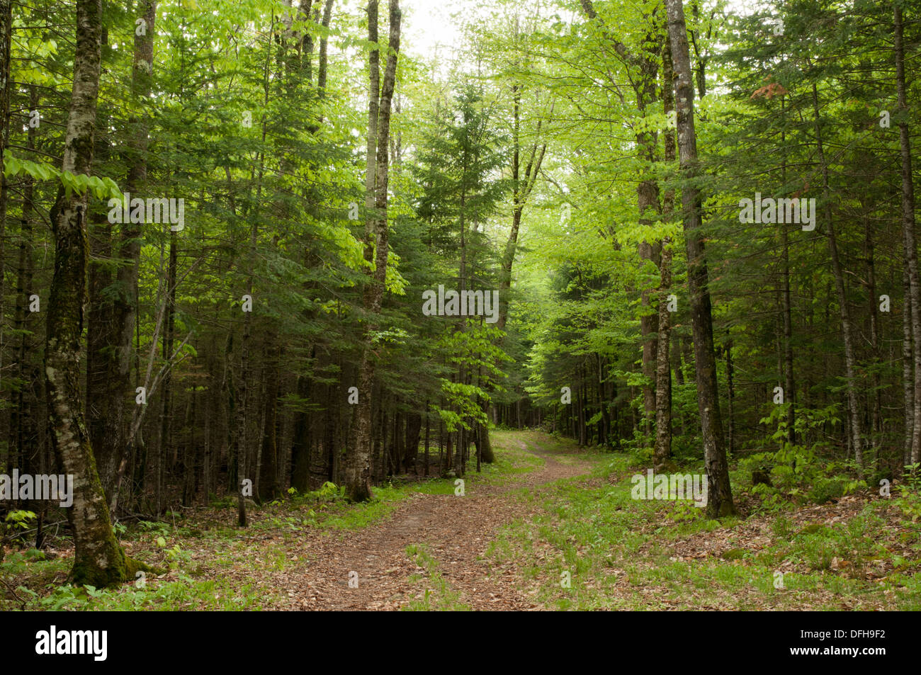 Old forest road hi-res stock photography and images - Alamy