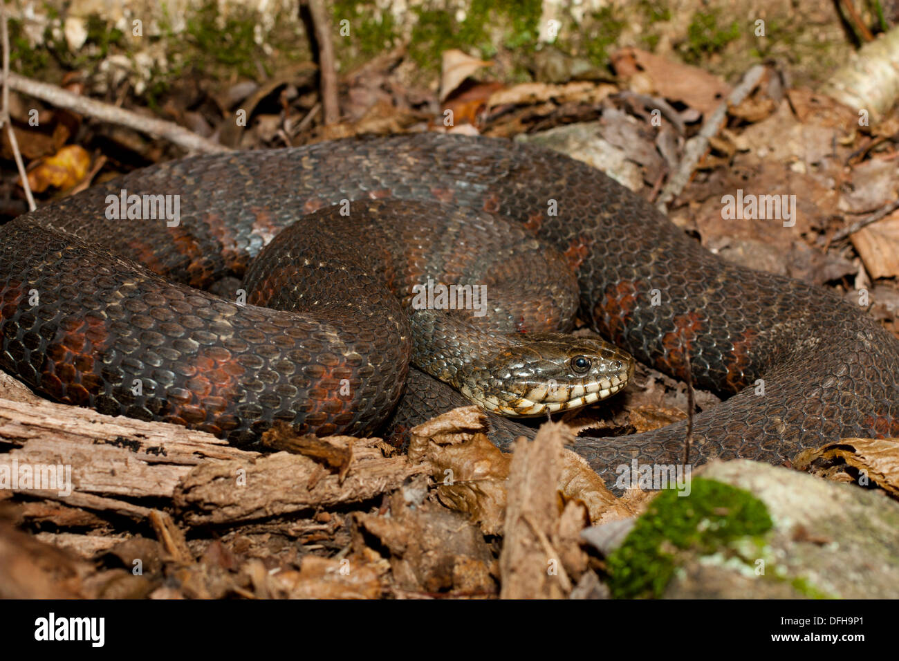 Red northern watersnake - Nerodia sipedon Stock Photo - Alamy