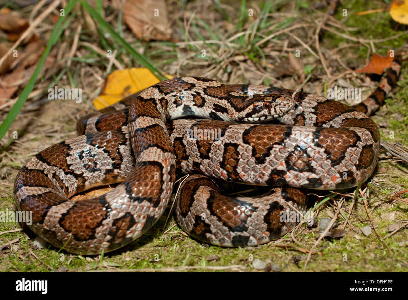 Eastern milk snake - Lampropeltis triangulum Stock Photo - Alamy