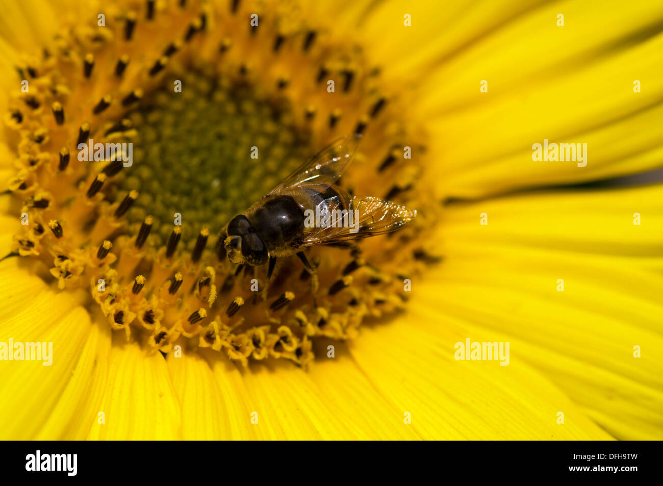Sunflower insects hi-res stock photography and images - Alamy