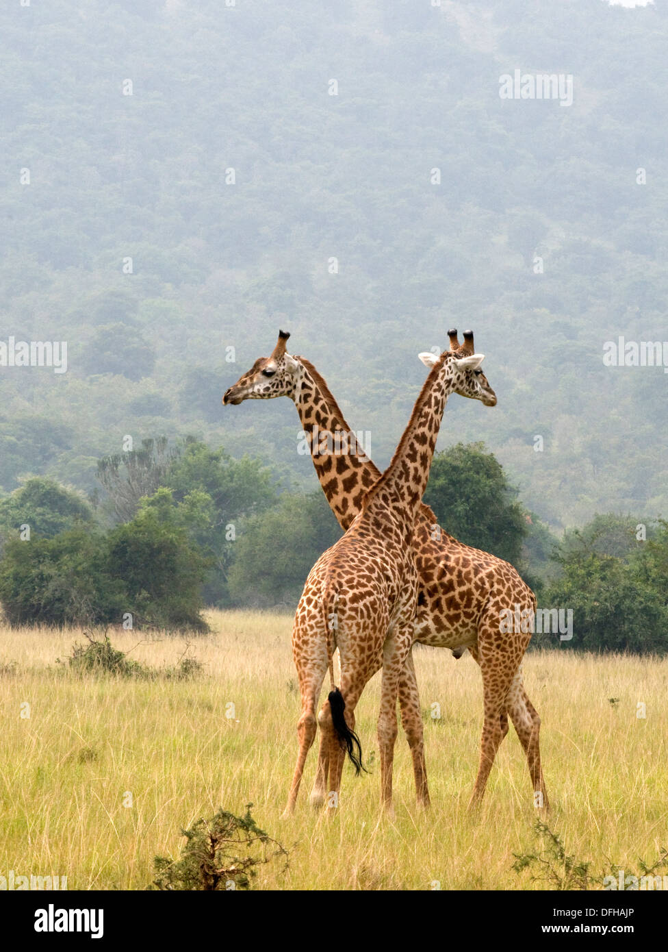 Giraffe Giraffa camelopardalis Northern Akagera National Game Park ...