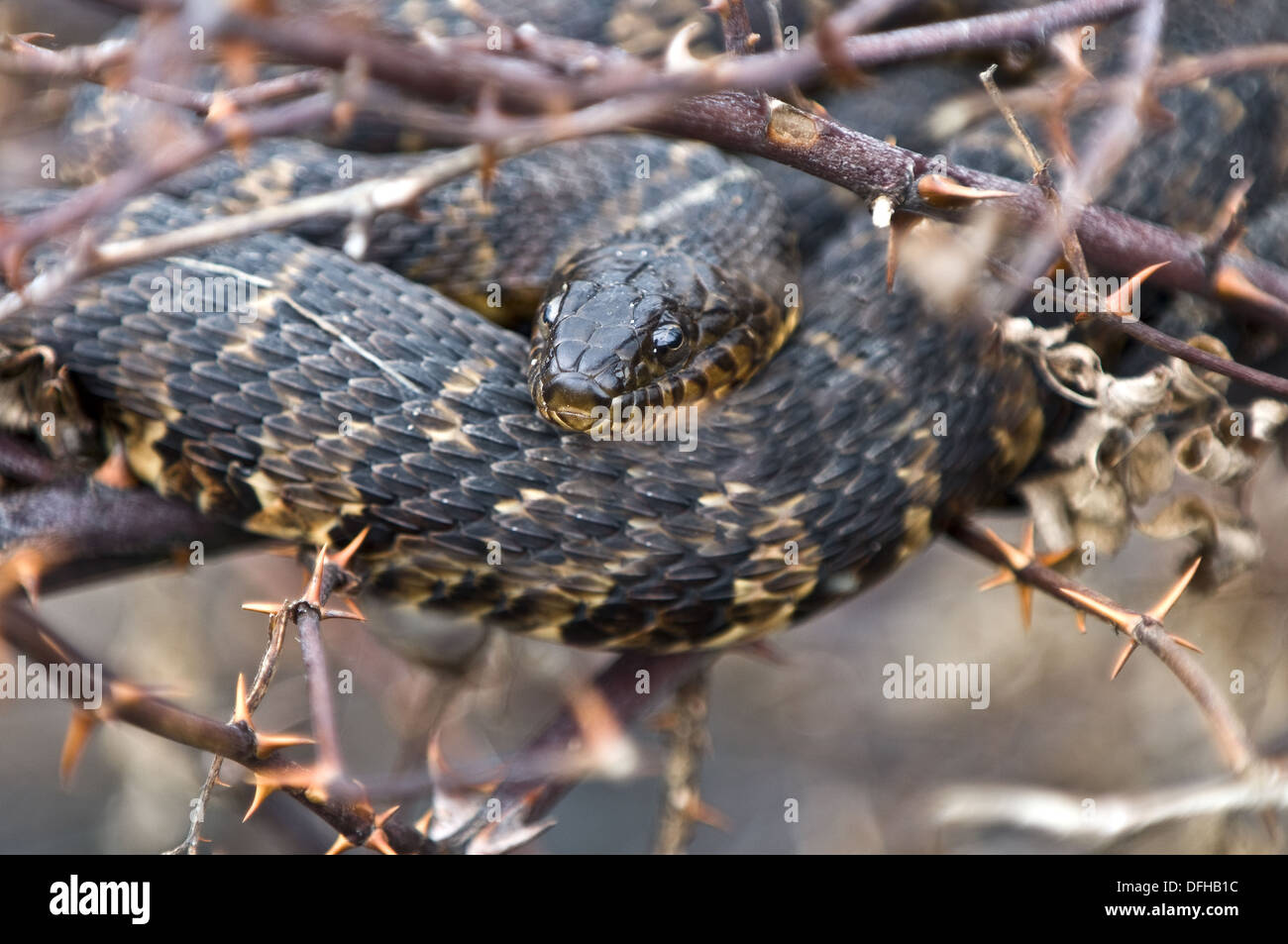 Brown water snake nerodia taxispilota hi-res stock photography and ...