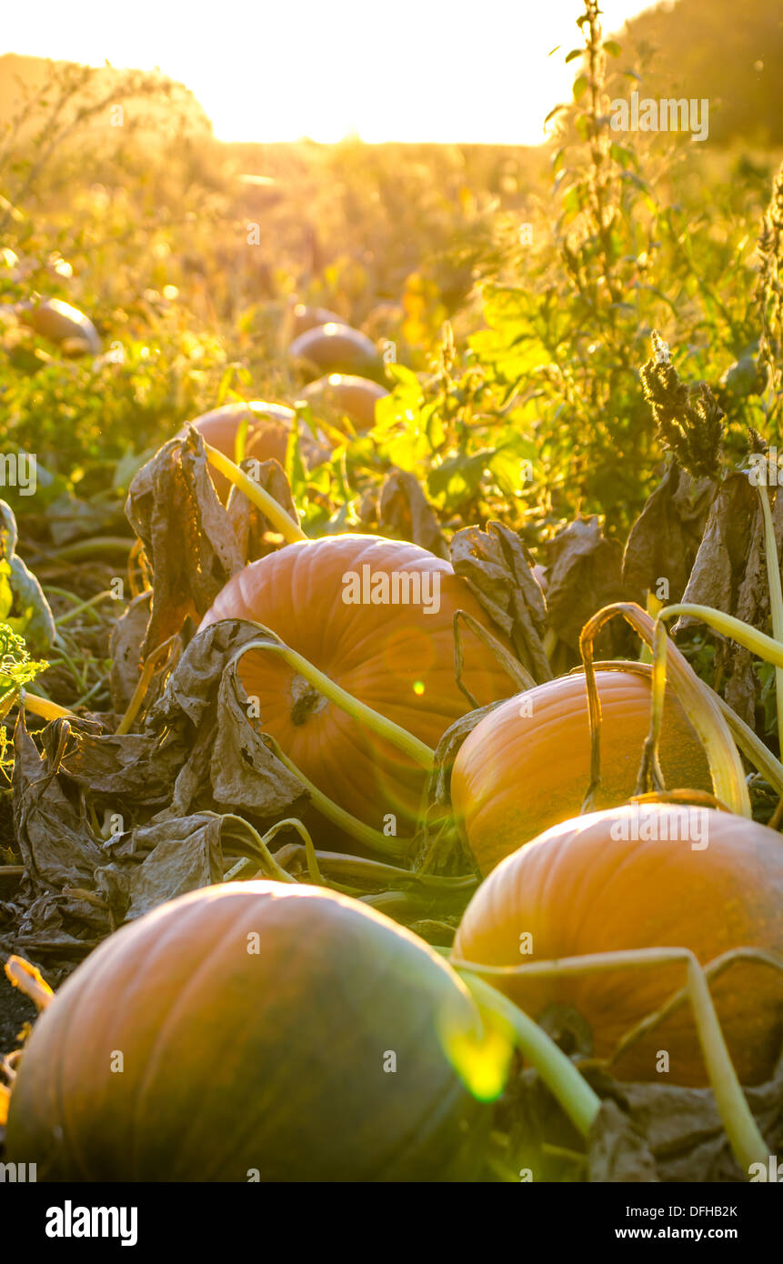 A sunny pumpkin patch Stock Photo - Alamy