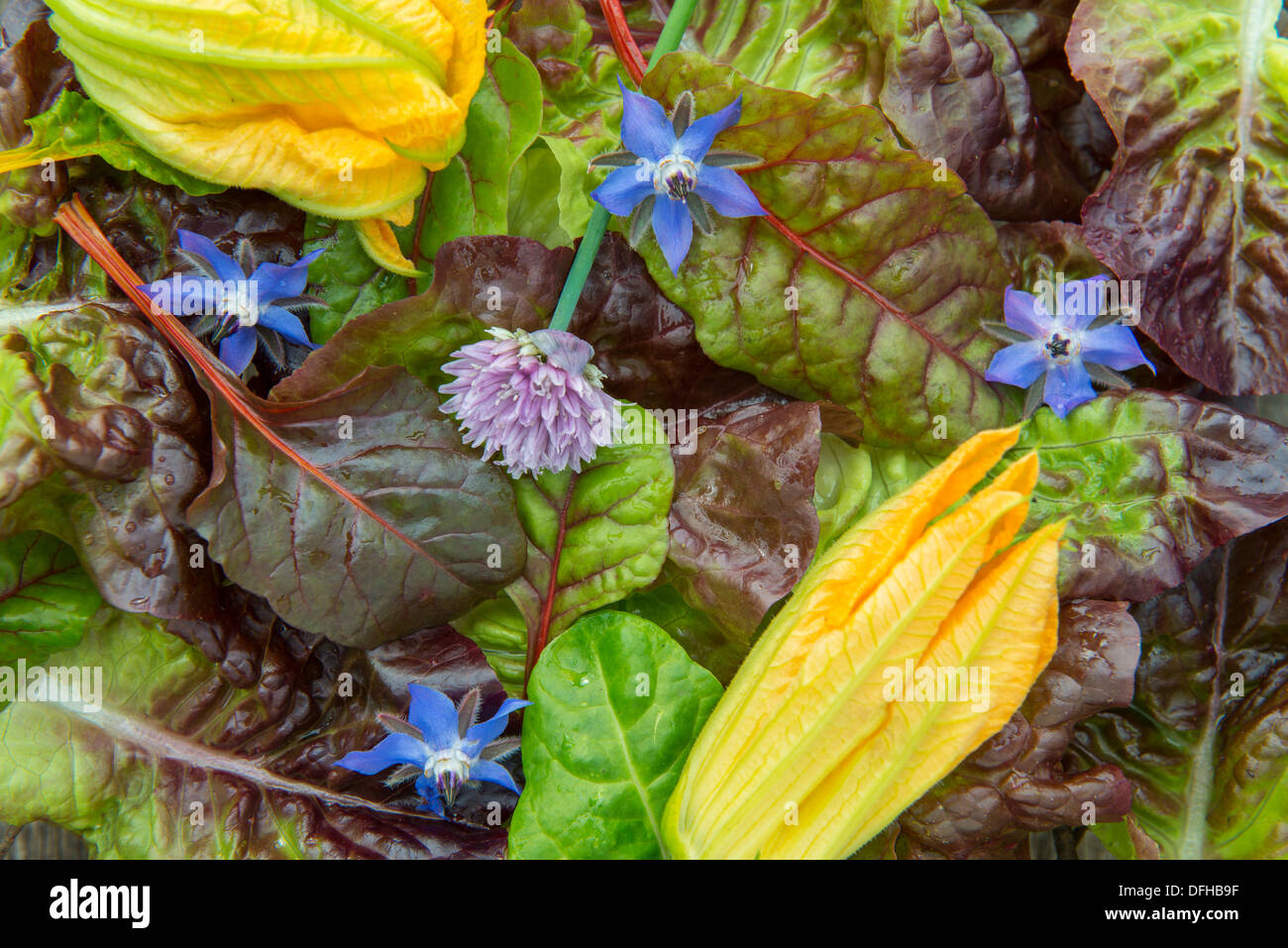 Summer collection of edible leaves Stock Photo - Alamy