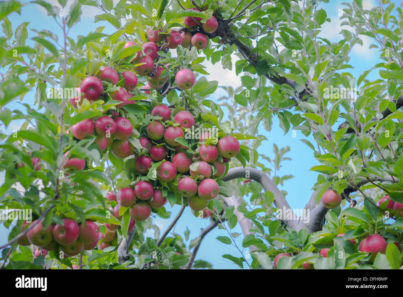 Apple Tree with ripe apples Stock Photo - Alamy