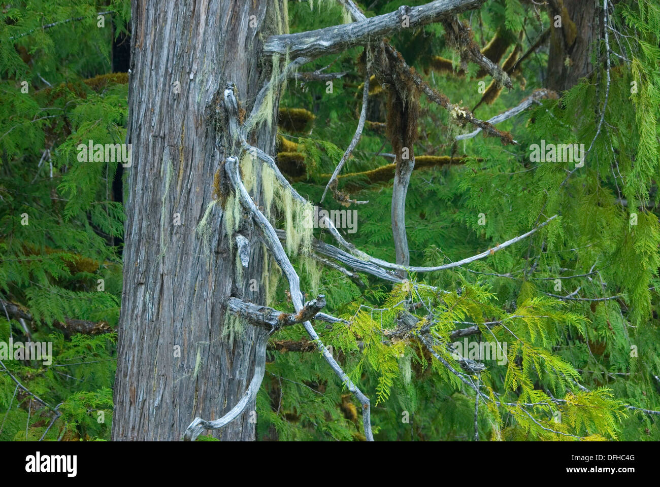 Western red cedar oregon hi-res stock photography and images - Alamy