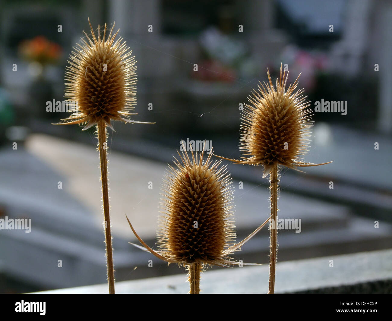 Black bur hi-res stock photography and images - Alamy