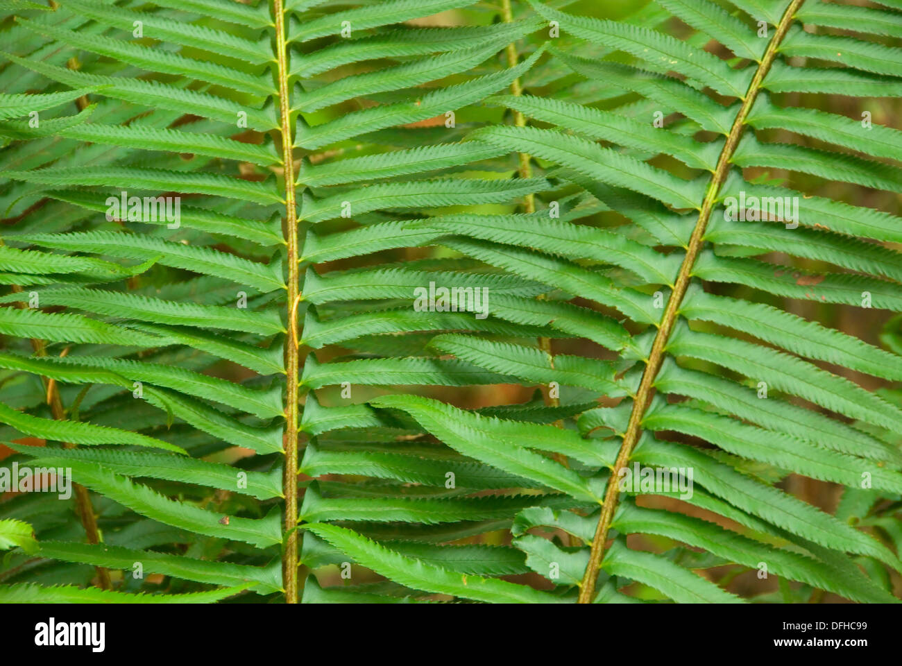 Sword fern along Bumping Knots Trail, Stub Stewart State Park, Oregon ...