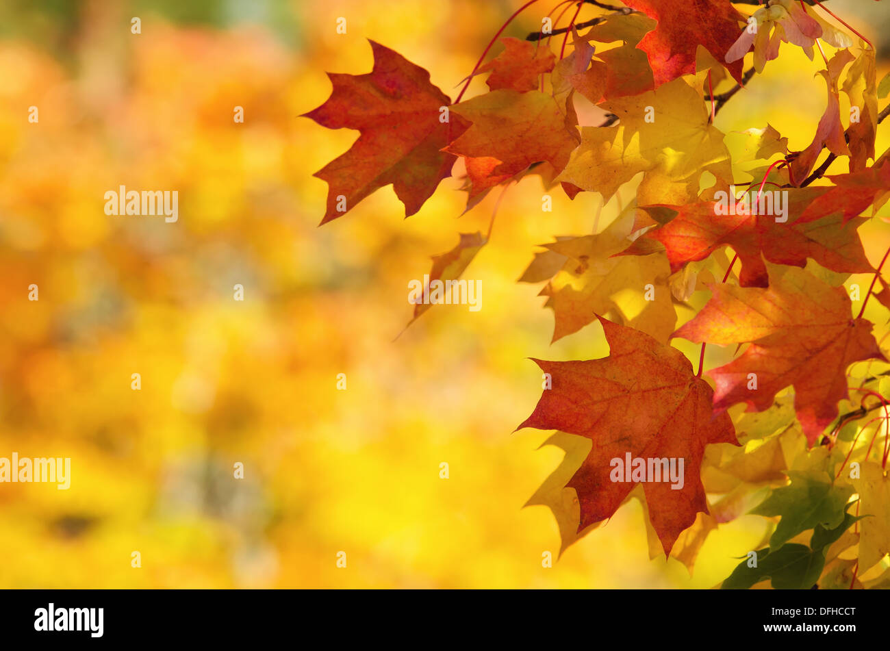 Orange and red maple tree hi-res stock photography and images - Alamy