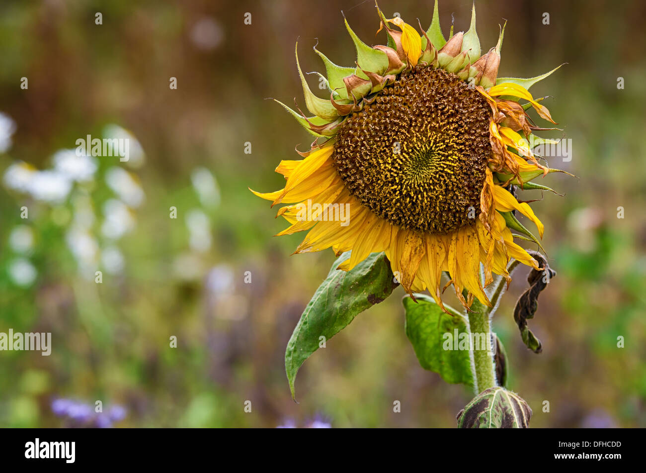 Faded sunflower hi-res stock photography and images - Alamy