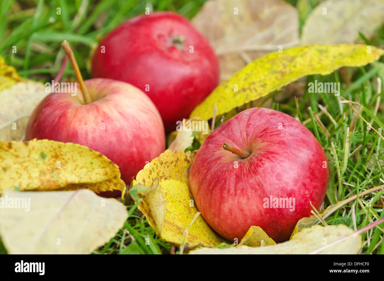 Red apples autumn leaves hi-res stock photography and images - Alamy