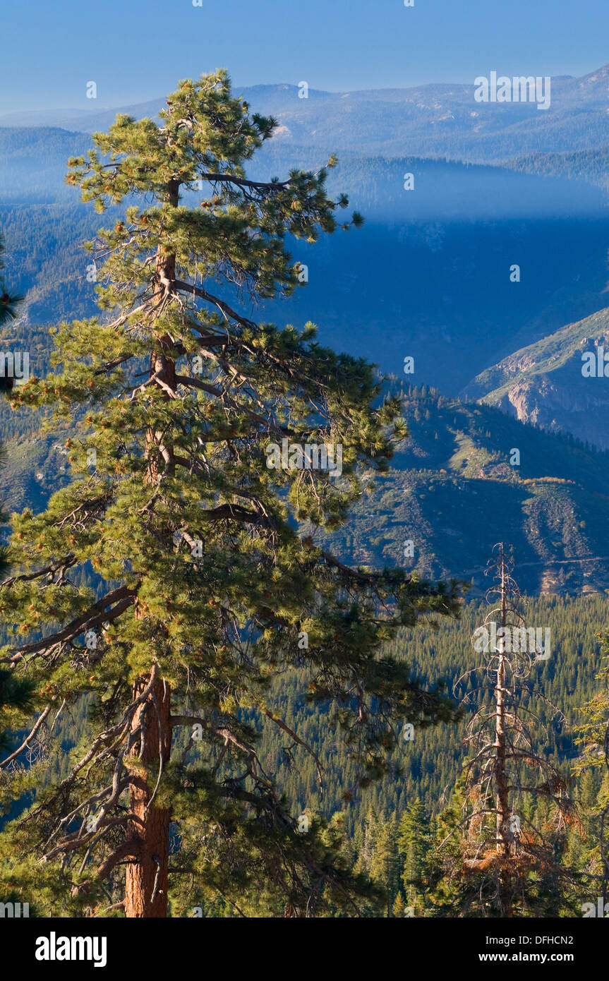 Jeffrey Pine High Resolution Stock Photography and Images - Alamy