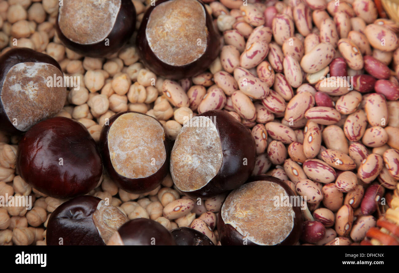 Bean autumn hi-res stock photography and images - Alamy