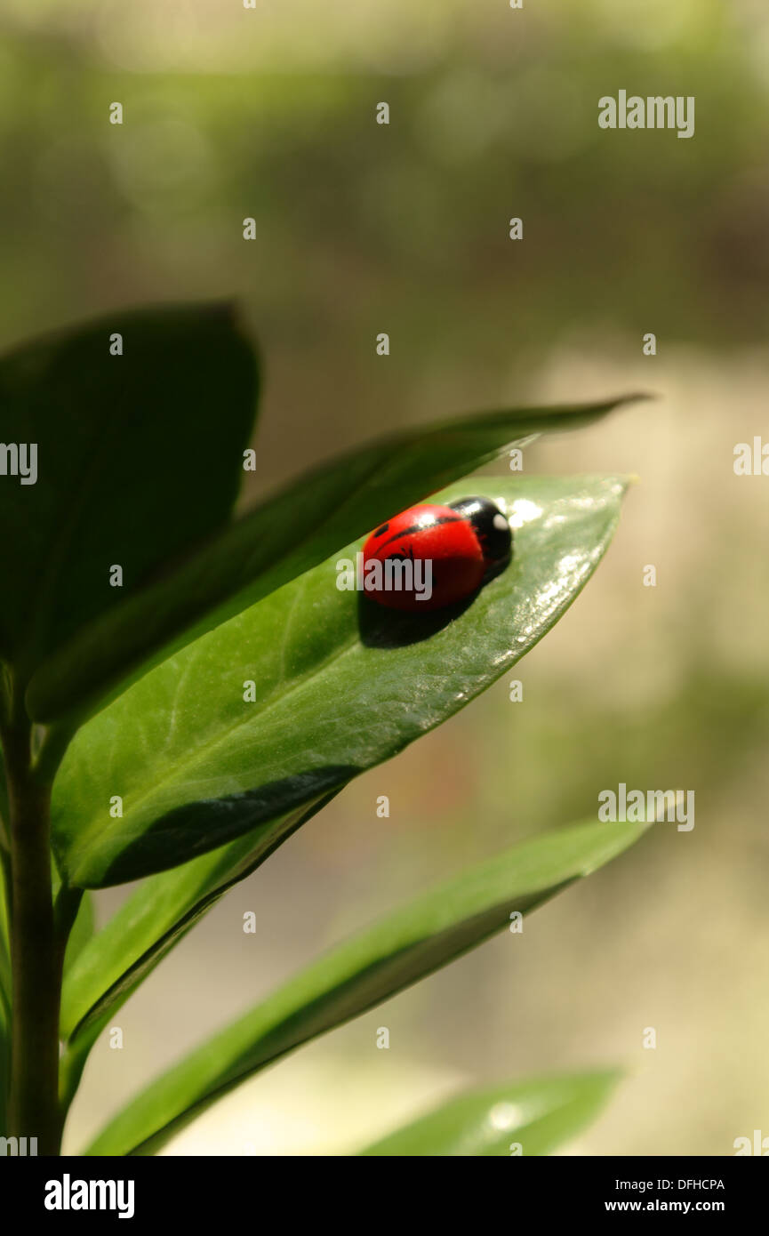 Ladybug on leaf hi-res stock photography and images - Alamy