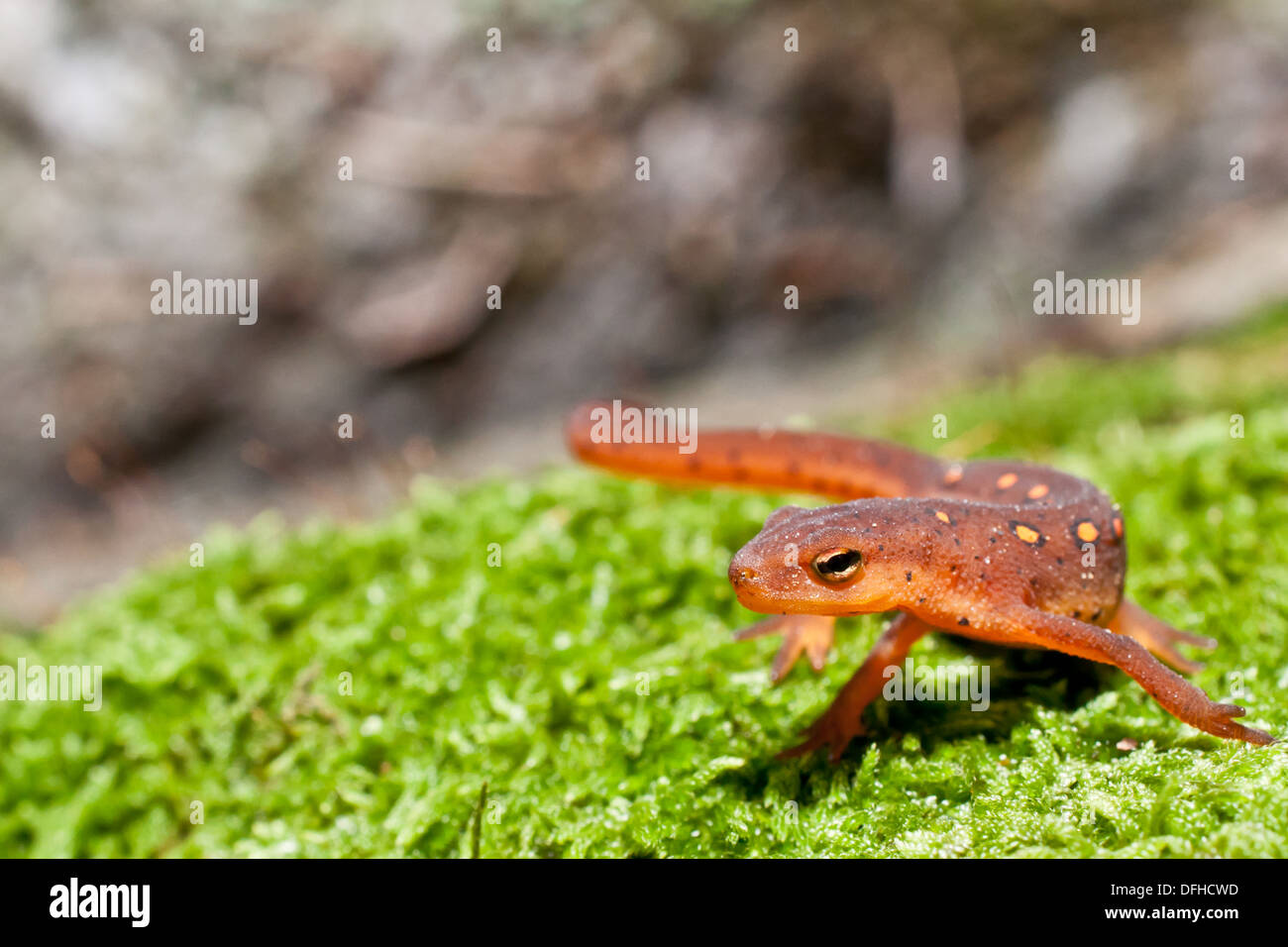 Eft hi-res stock photography and images - Alamy