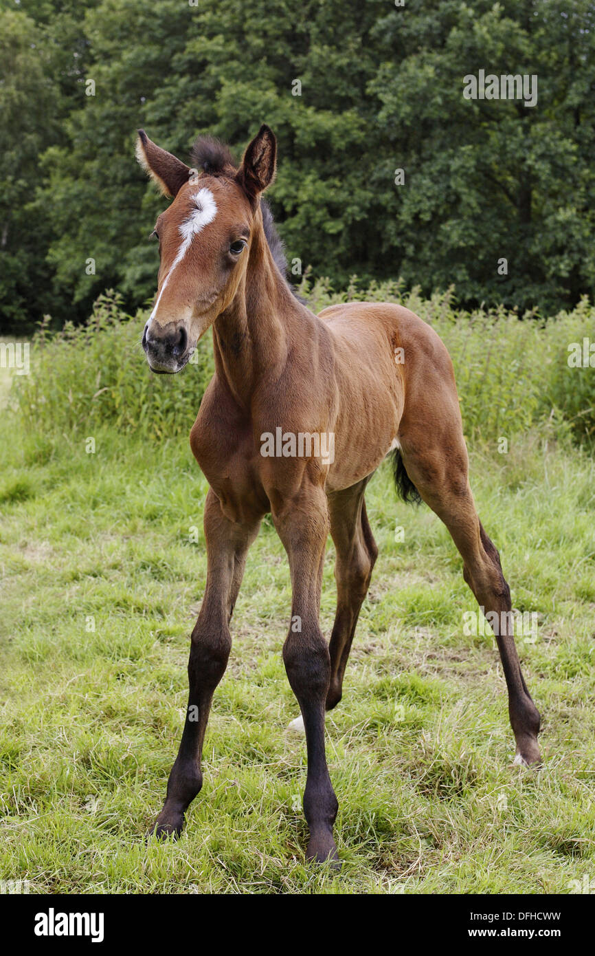 Holsteiner Pferde High Resolution Stock Photography and Images - Alamy