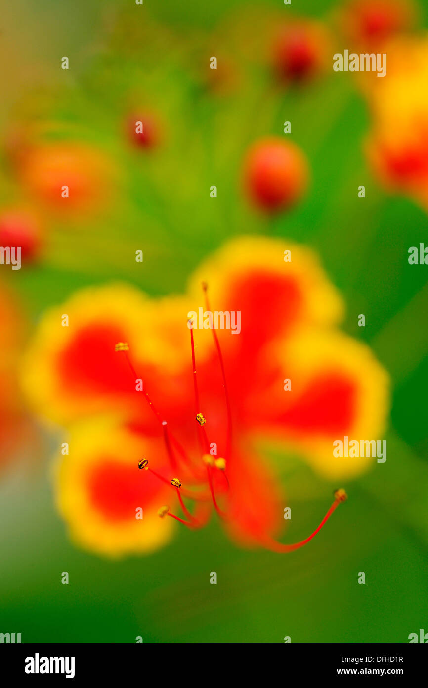 Pride Of Barbados Caesalpinia Pulcherrima High Resolution Stock ...