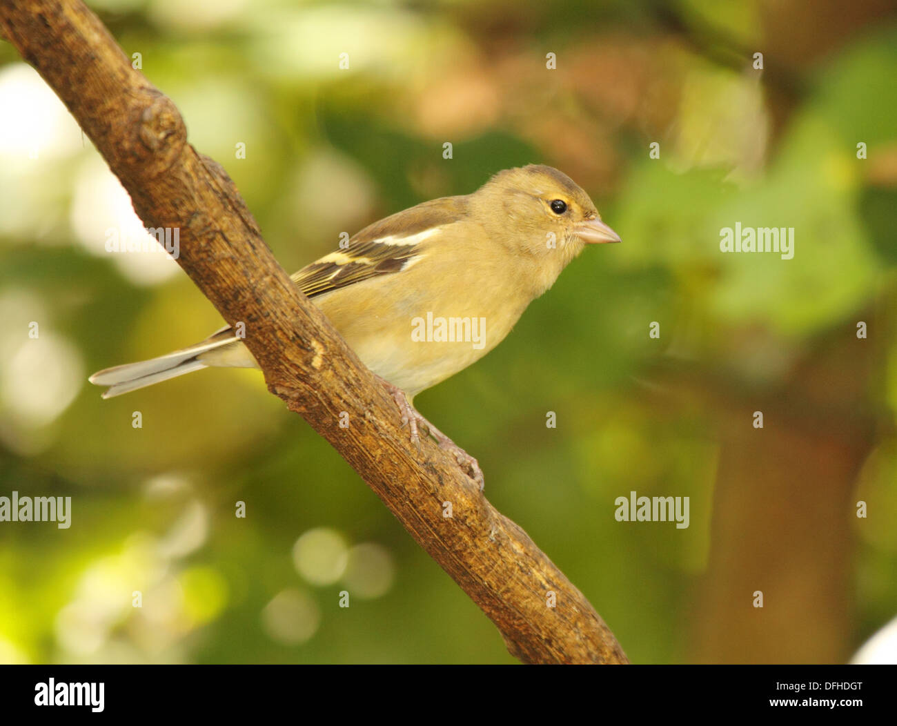 Female goldfinch hi-res stock photography and images - Alamy