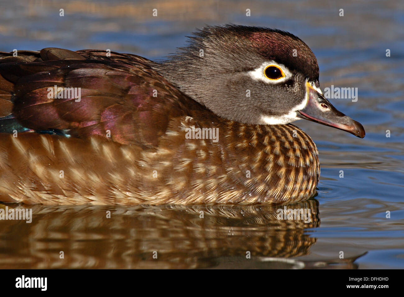 Courtship colors hi-res stock photography and images - Alamy